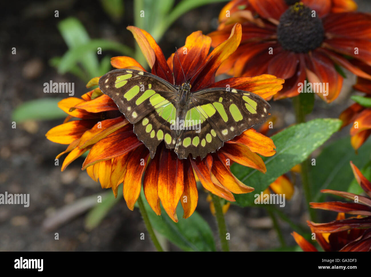 Butterfly in the garden Stock Photo - Alamy