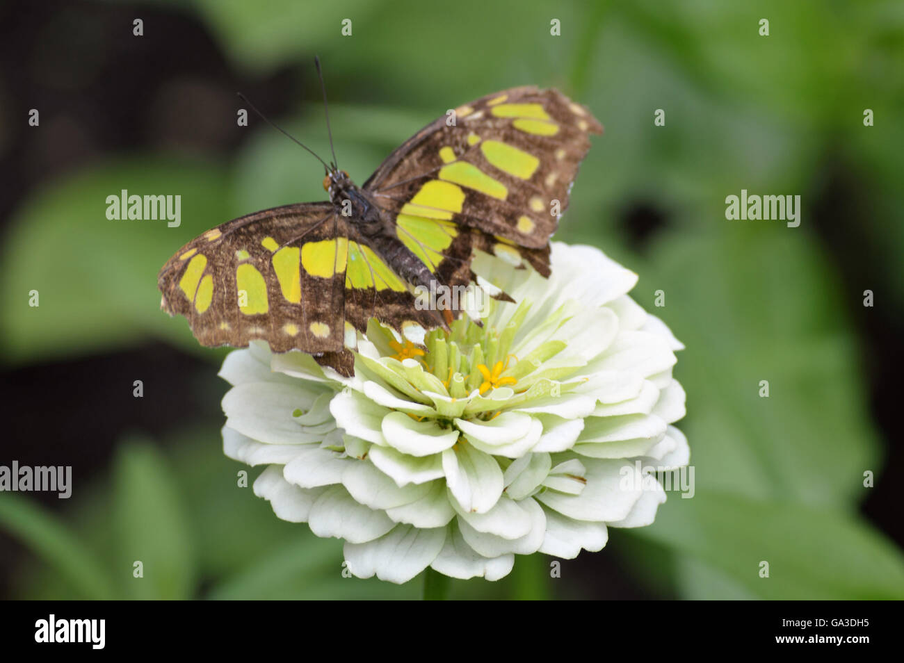 Butterfly in the garden Stock Photo - Alamy
