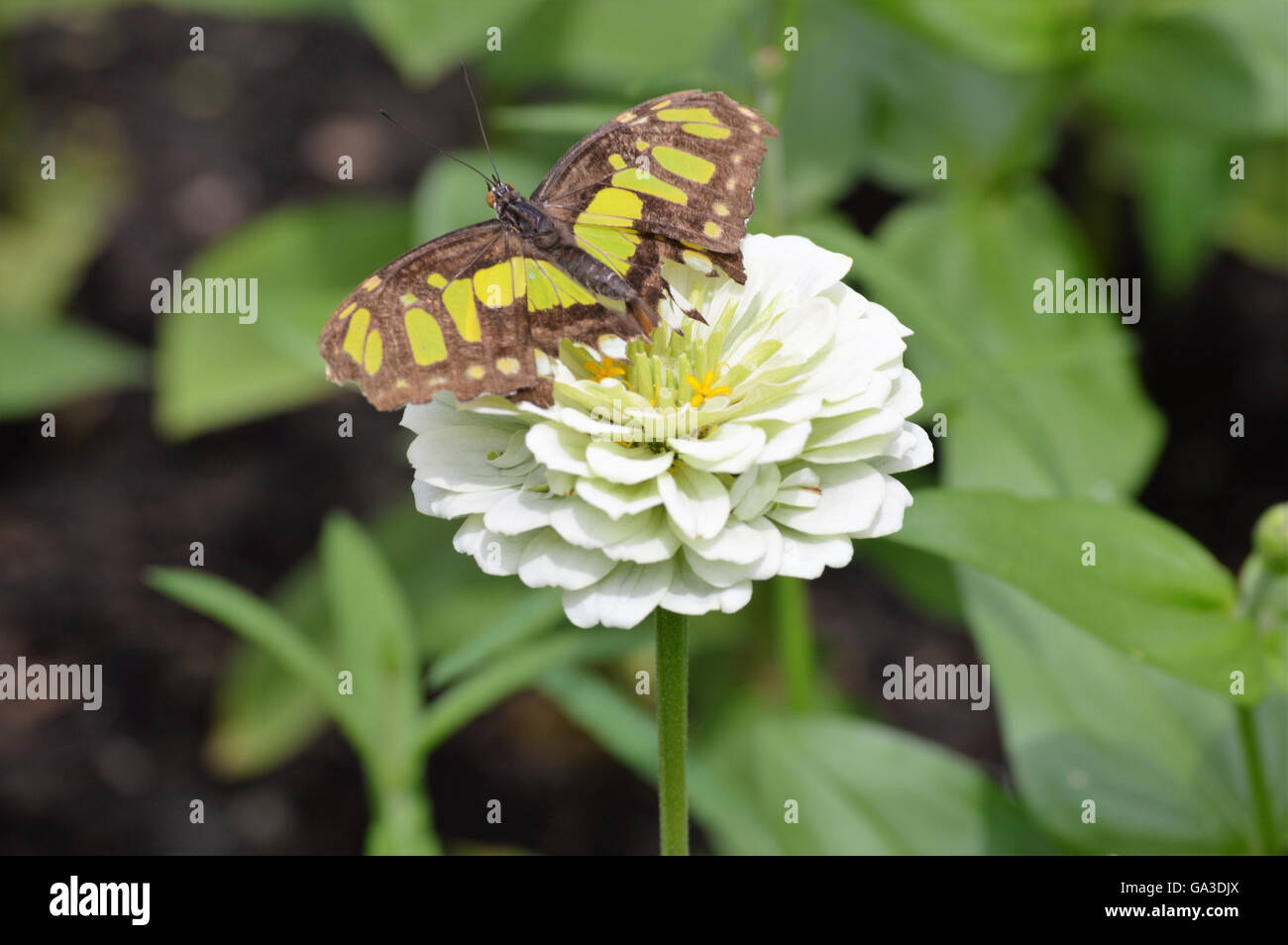 Butterfly in the garden Stock Photo - Alamy