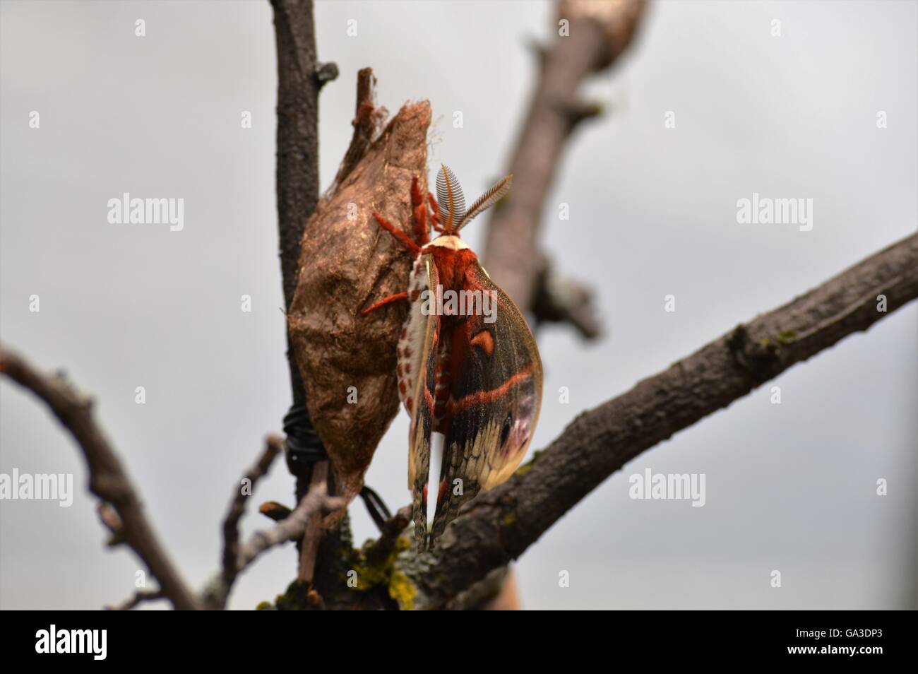 Moth in spring hi-res stock photography and images - Alamy