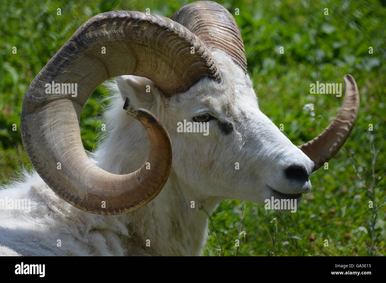 Dall sheep ram hi-res stock photography and images - Alamy