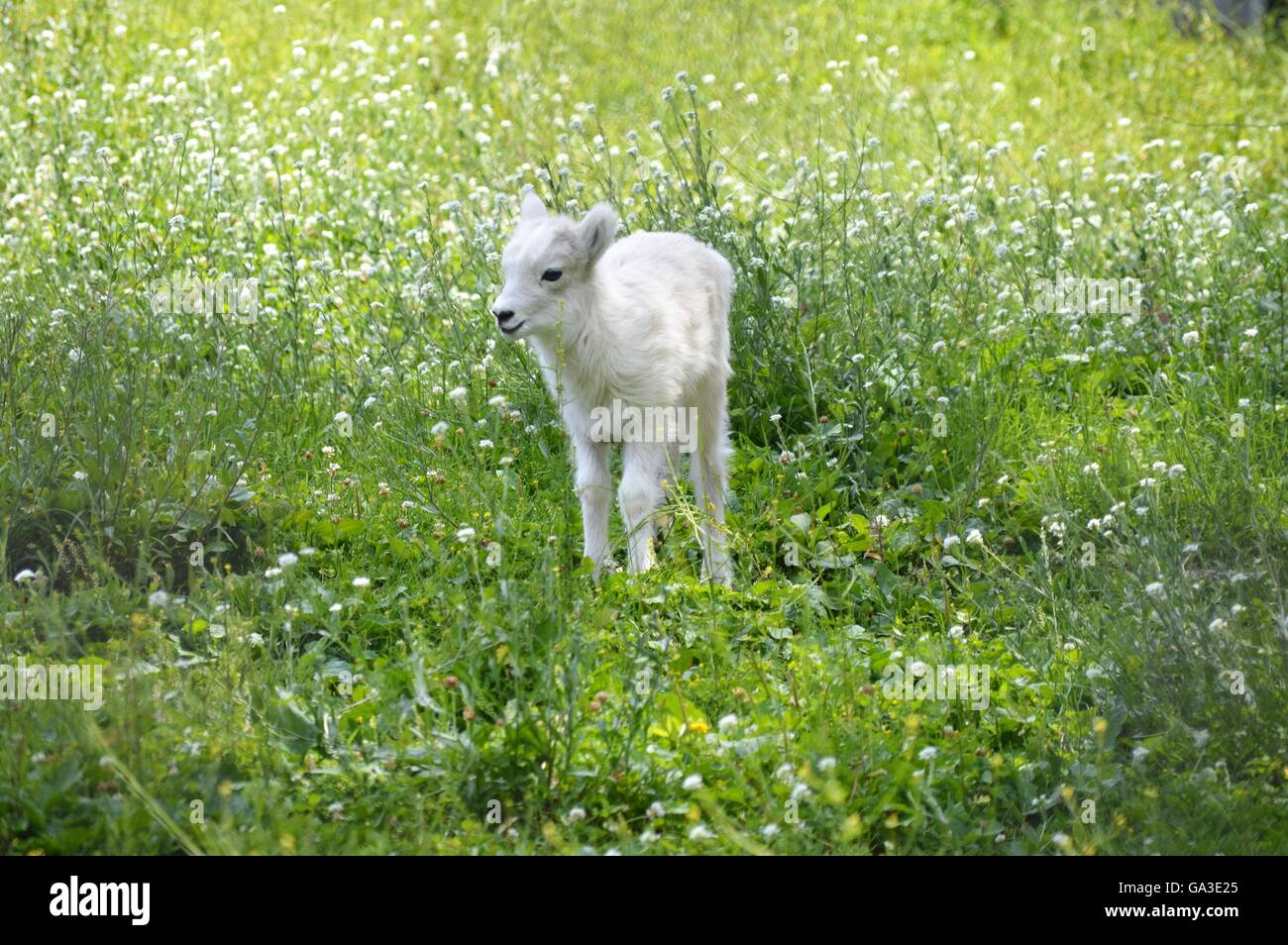 Dall sheep lamb hi-res stock photography and images - Alamy