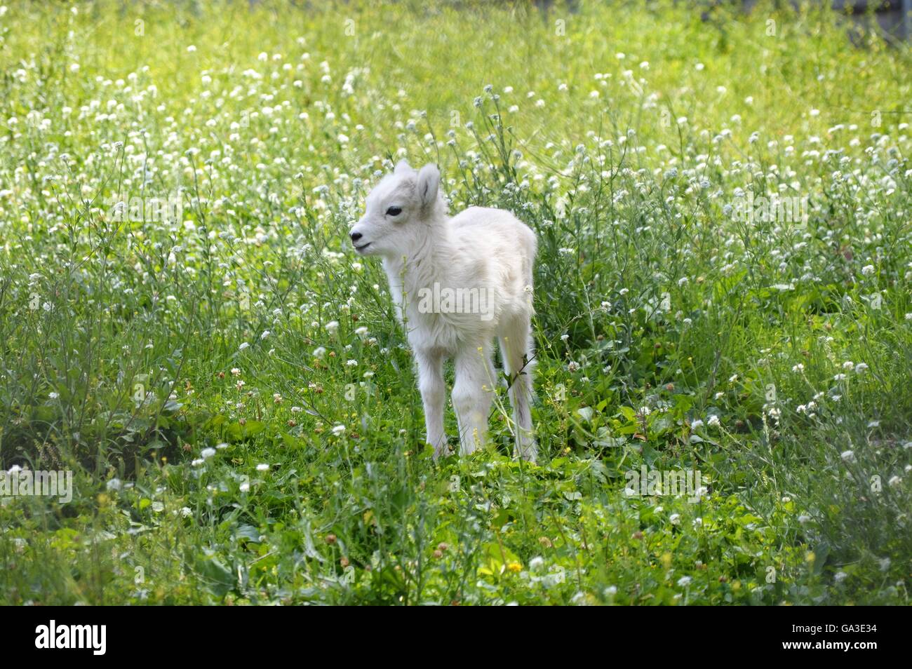 Dall sheep lamb hi-res stock photography and images - Alamy