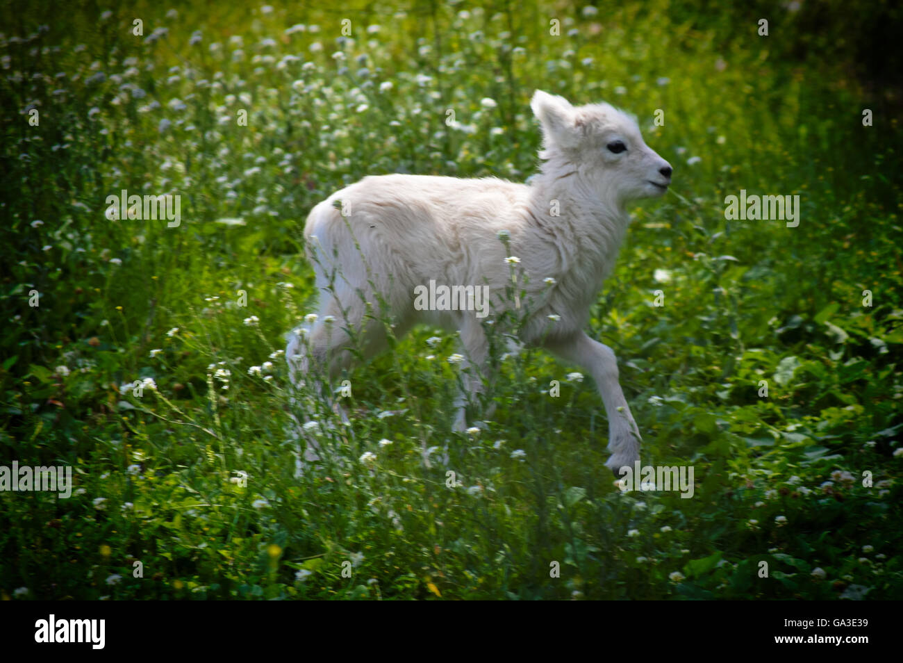 Dall sheep lamb hi-res stock photography and images - Alamy