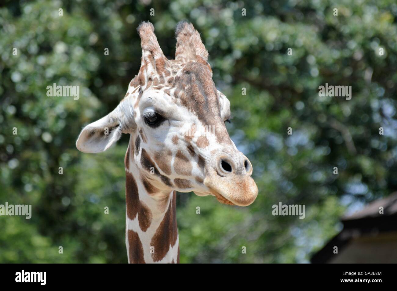 Giraffe smile hi-res stock photography and images - Alamy