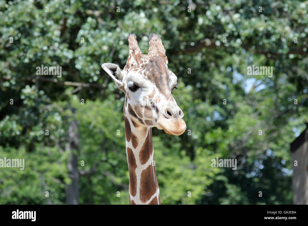 Giraffe smile hi-res stock photography and images - Alamy