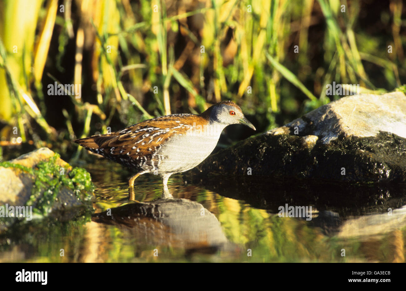 Baillon's Crake (Porzana pusilla) adult Tsiknias River Skal Kallonis ...