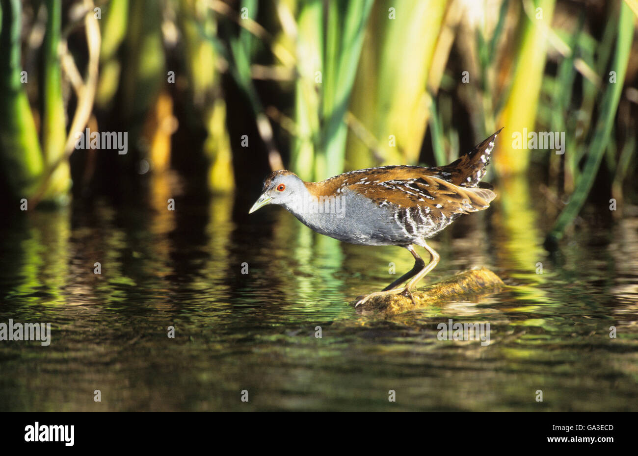 Baillon's Crake (Porzana pusilla) adult Tsiknias River Skal Kallonis ...