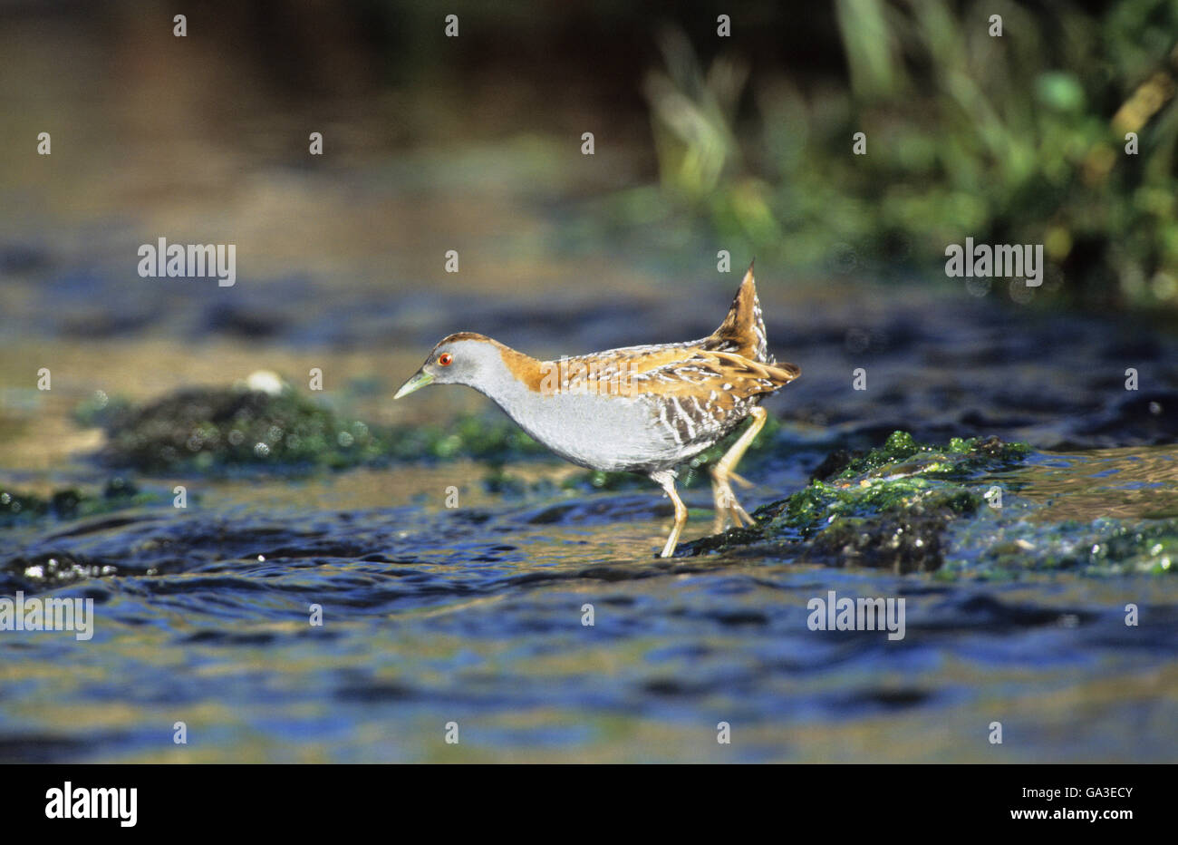 Baillon's Crake (Porzana pusilla) adult Tsiknias River Skal Kallonis ...