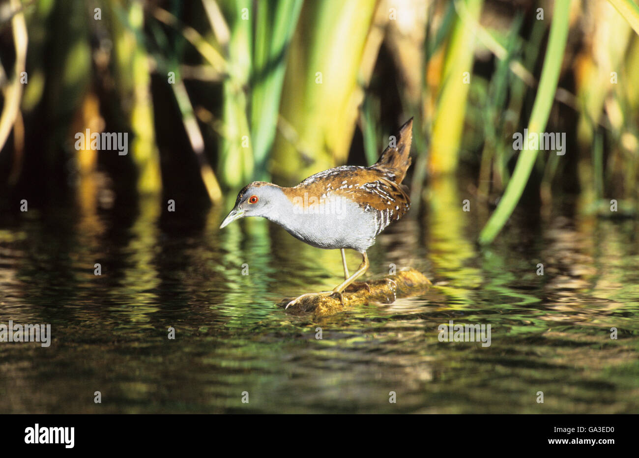 Baillon's Crake (Porzana pusilla) adult Tsiknias River Skal Kallonis ...