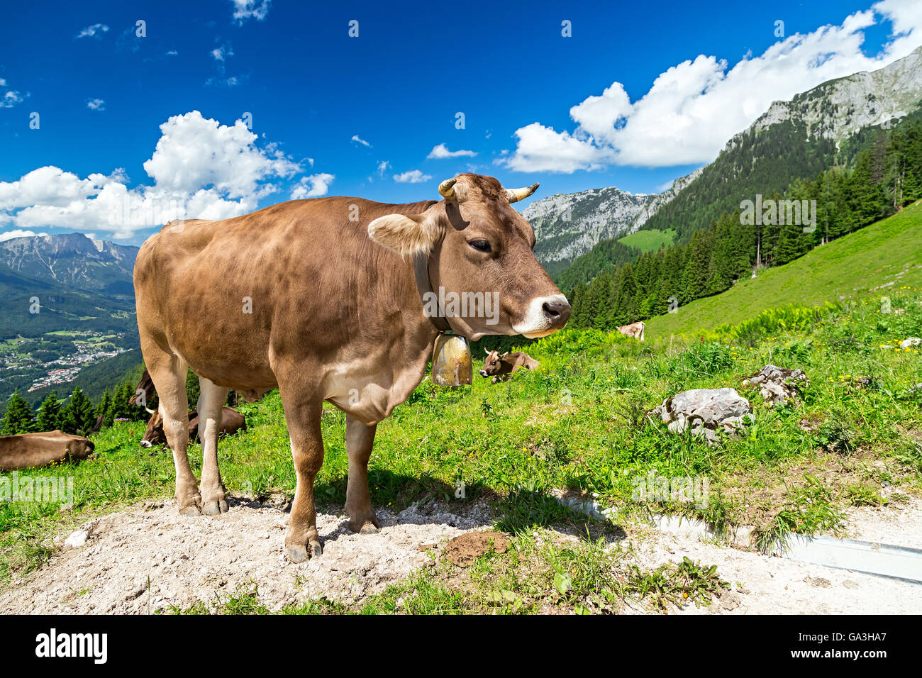 Brown swiss cow hi-res stock photography and images - Alamy