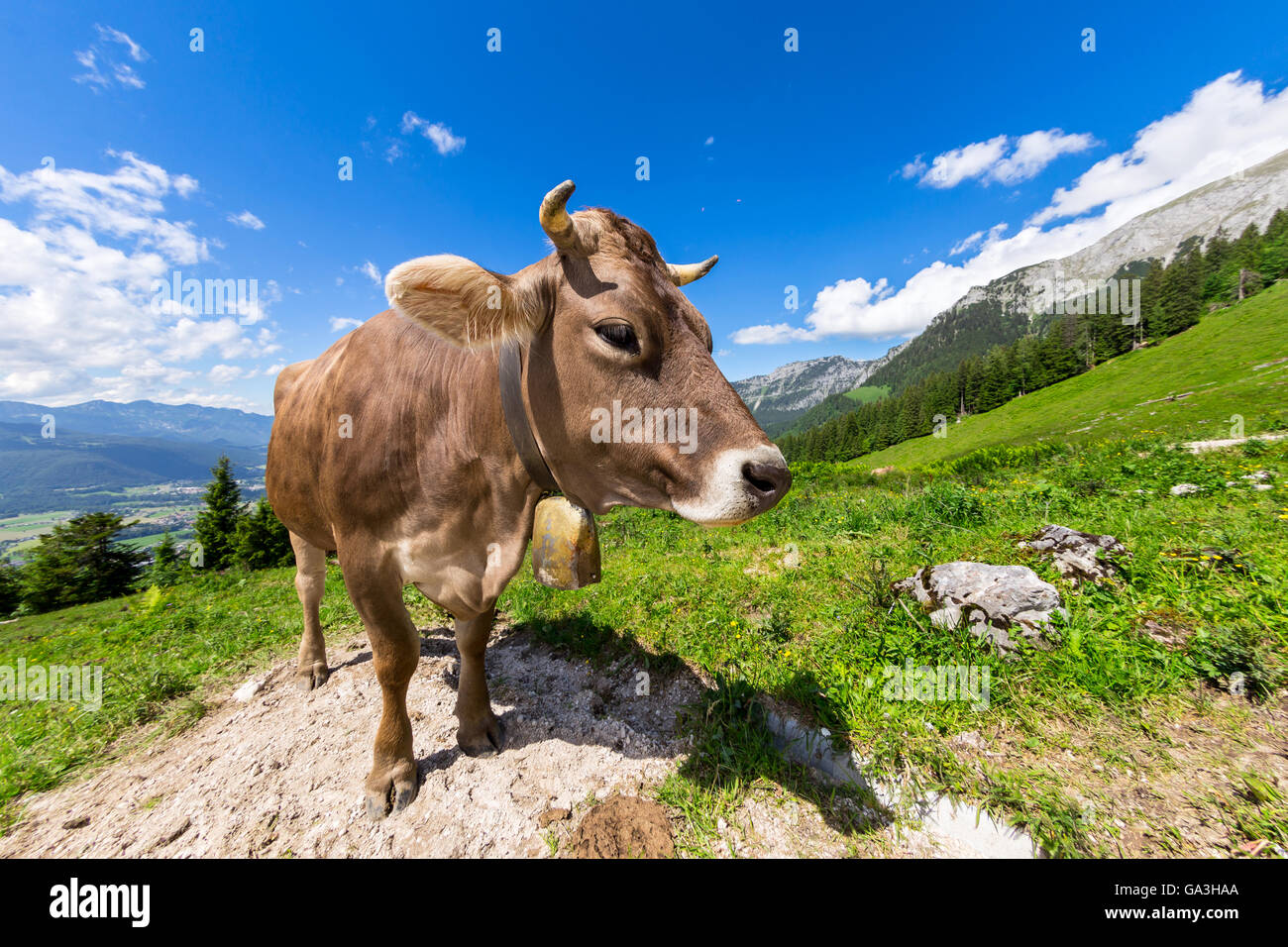 Cow front view hi-res stock photography and images - Alamy