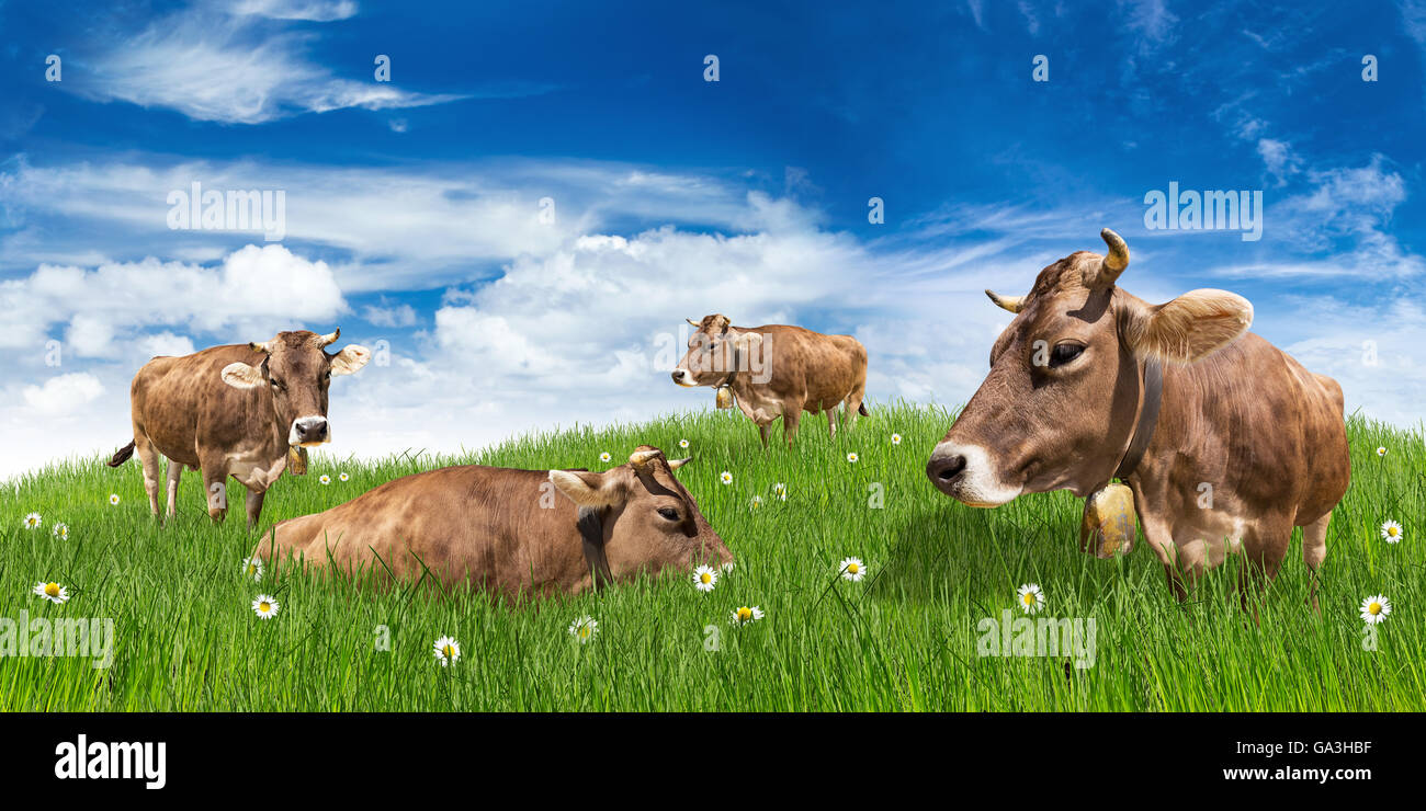 Group of cows hi-res stock photography and images - Alamy