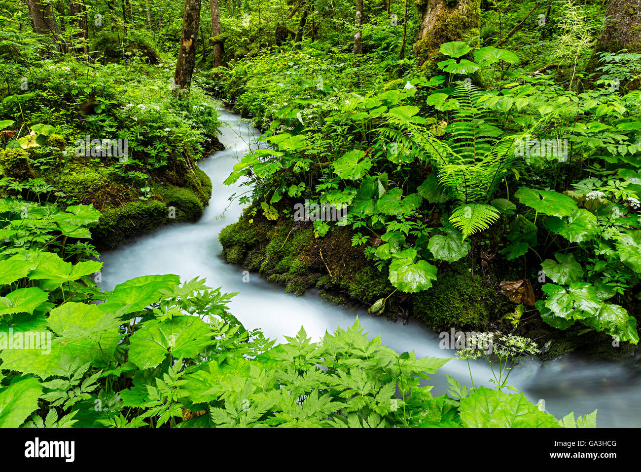 Creek forest water river nature hi-res stock photography and images - Alamy