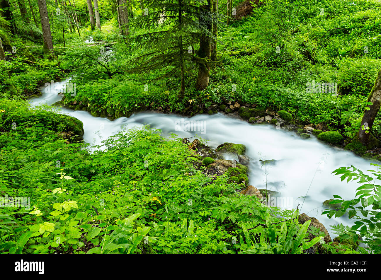 Creek through the forest hi-res stock photography and images - Alamy