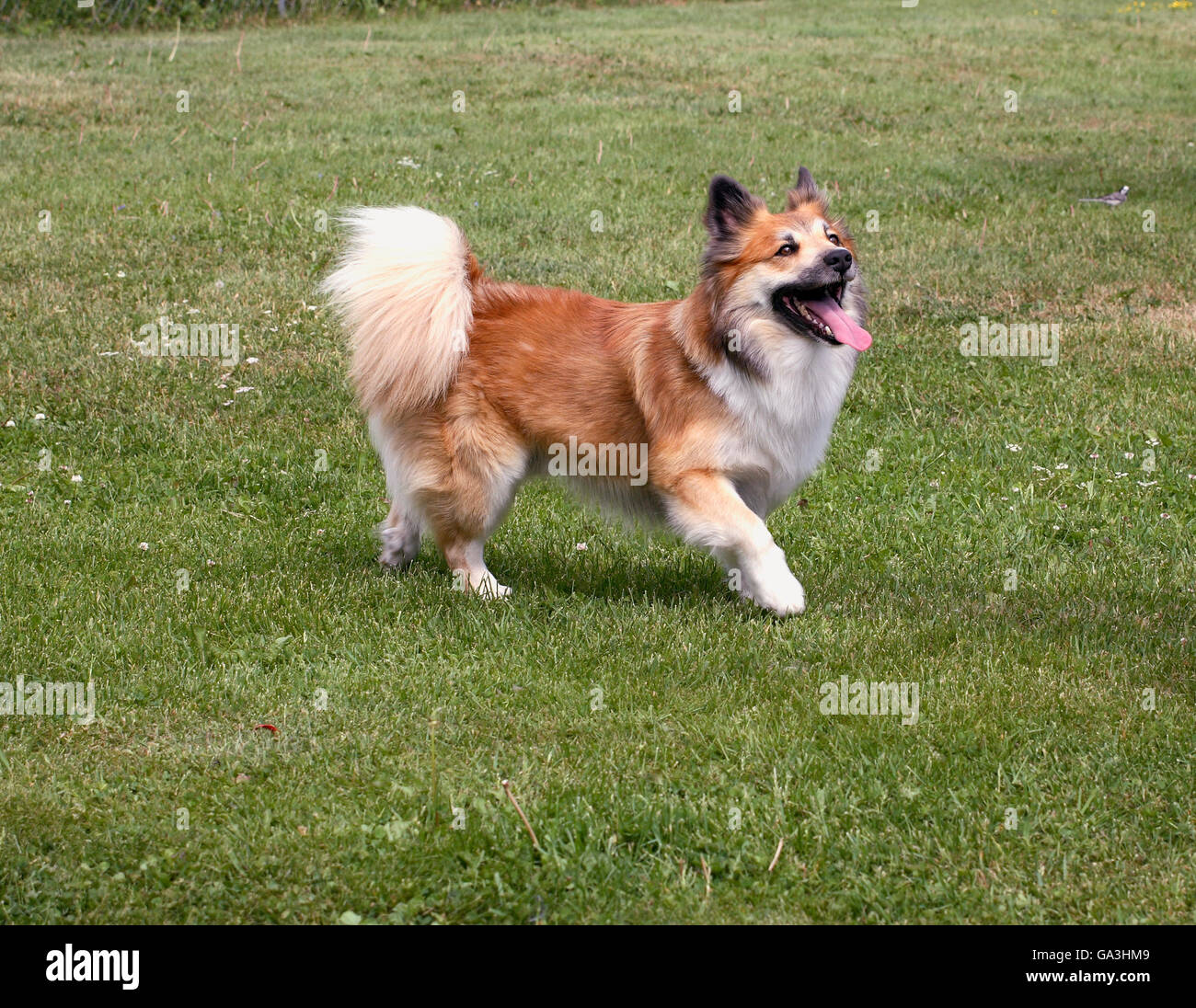 Iceland dog or icelandic sheepdog hi-res stock photography and images ...