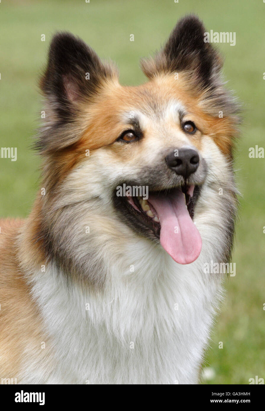 Iceland dog or icelandic sheepdog hi-res stock photography and images ...