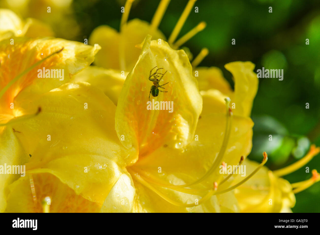 Invisible flower hi-res stock photography and images - Alamy