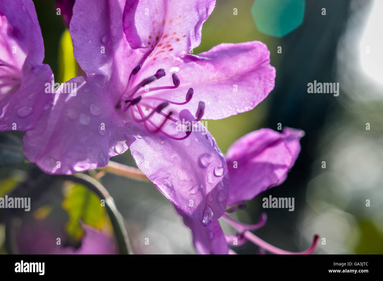 amazing back lit purple azalea flower with raindrops close up Stock ...