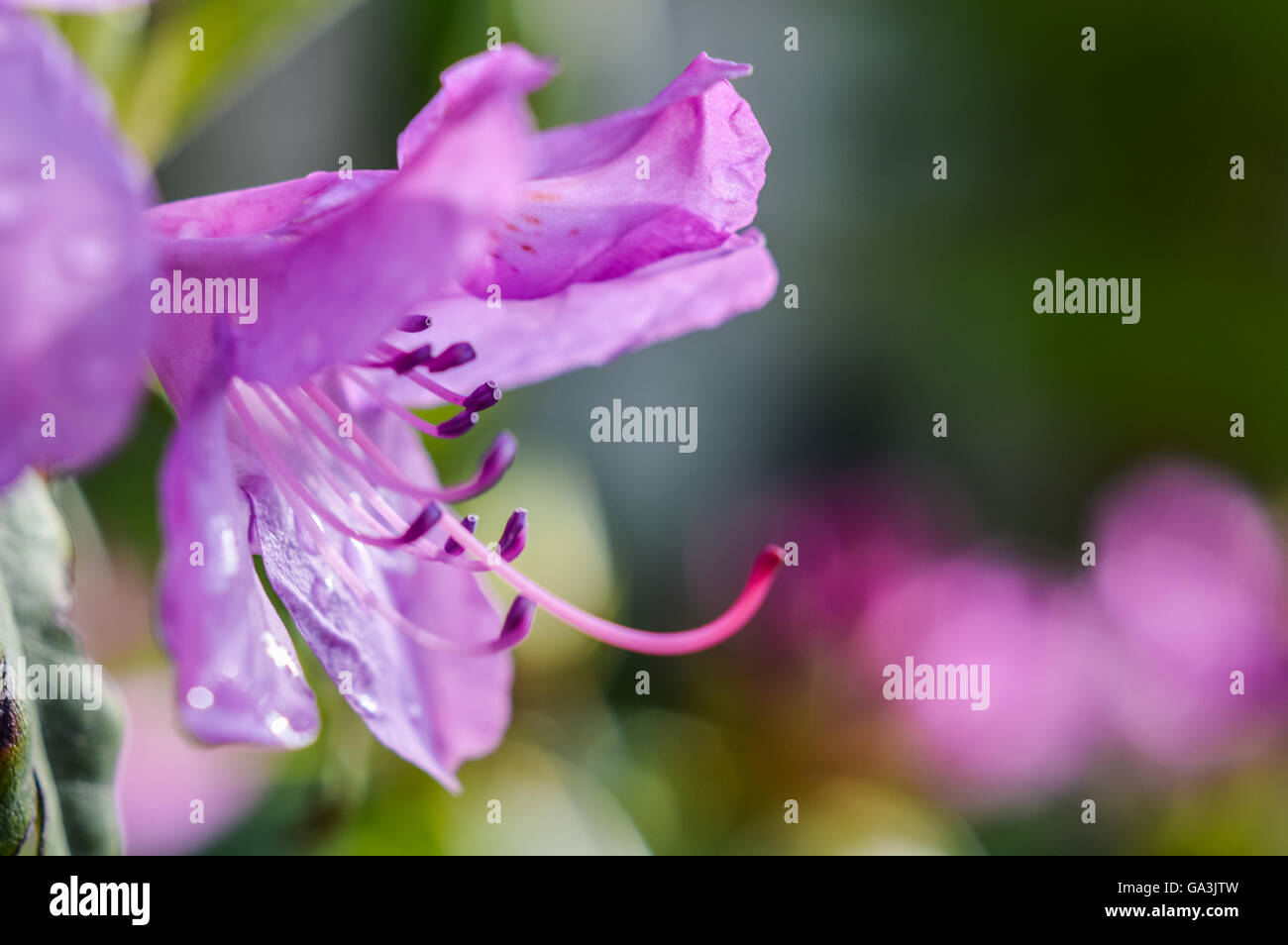beautiful back lit purple azalea flower with raindrops close up Stock ...