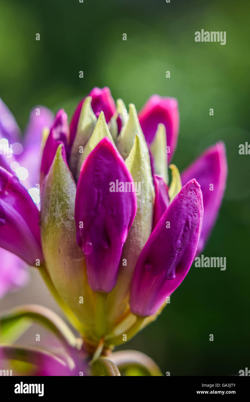 beautiful purple Rhododendron bud close up Stock Photo - Alamy