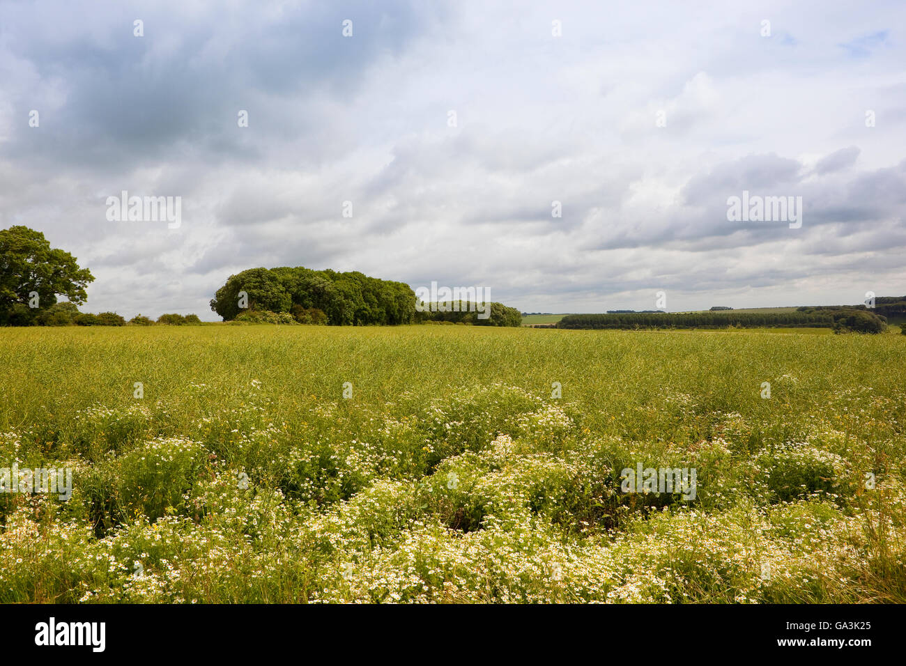 Corn grass weeds hi-res stock photography and images - Alamy