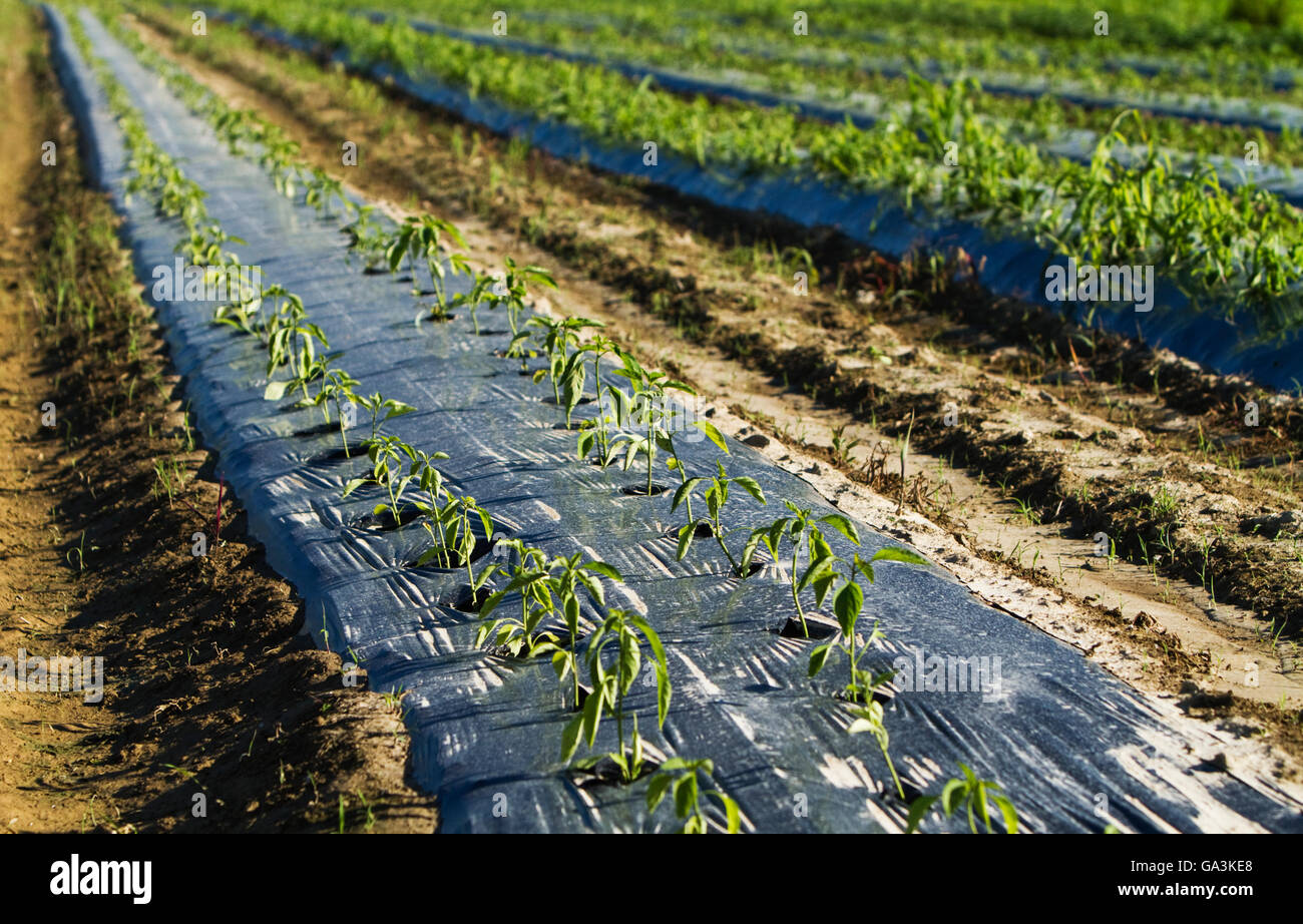 See through plastic hi-res stock photography and images - Alamy