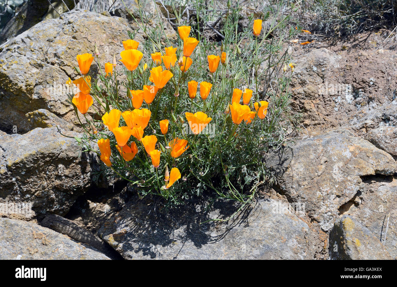 Poppy flowers, california poppy, golden poppy (Eschscholzia californica ...