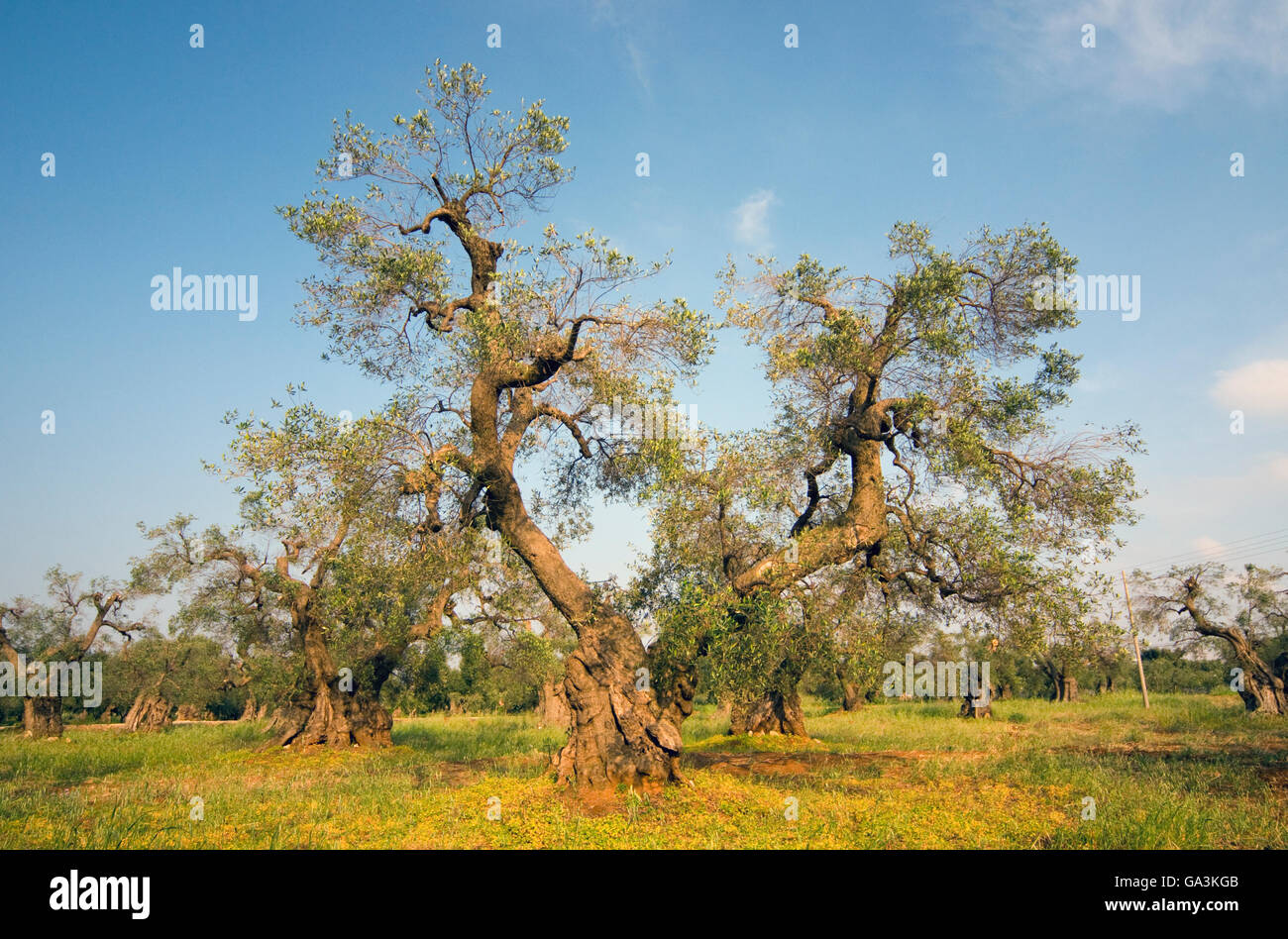 Ancient Olive trees (Olea europaea) at olive grove near Lecce, Apulia ...