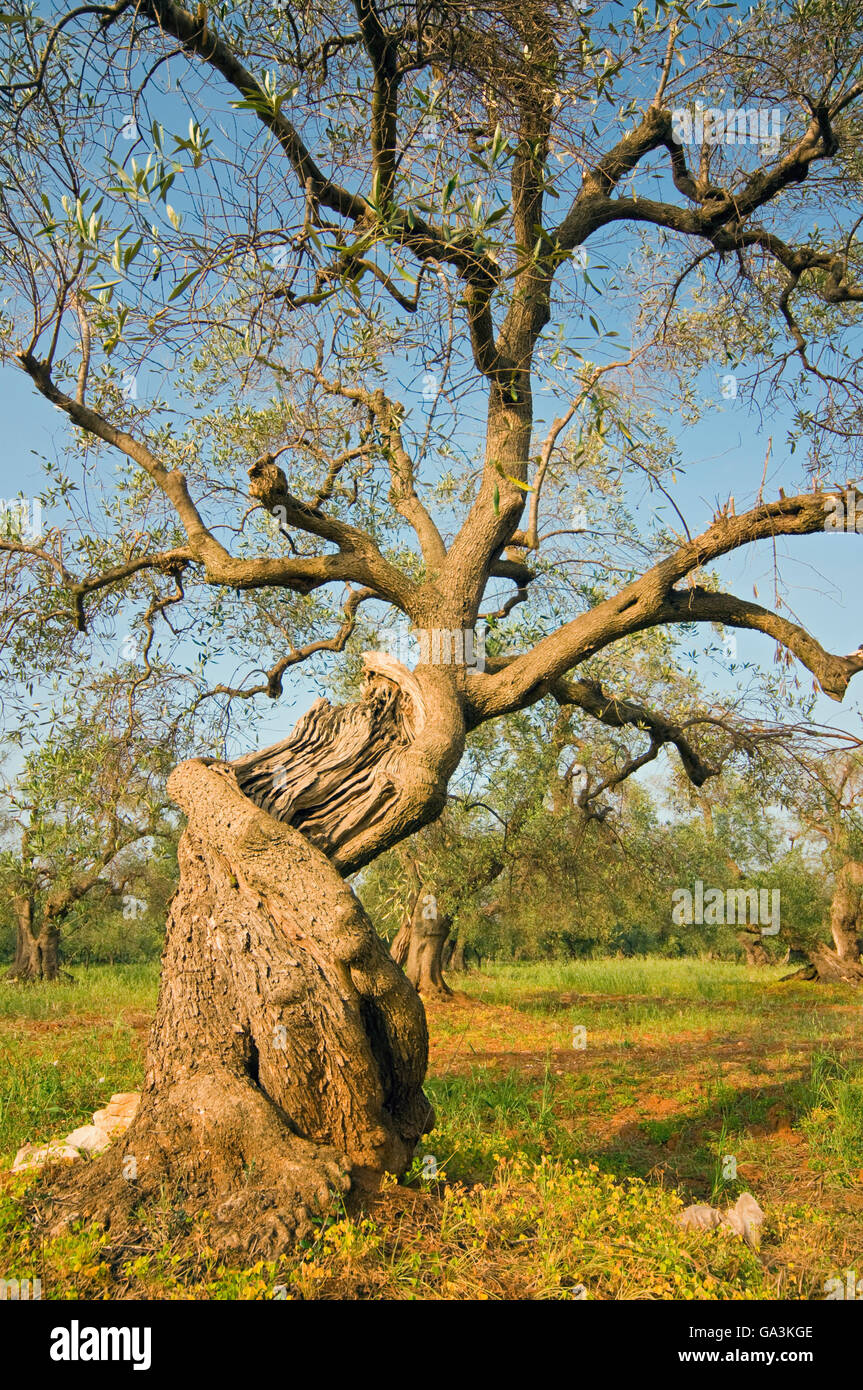 Ancient Olive tree (Olea europaea) at olive grove near Lecce, Apulia ...