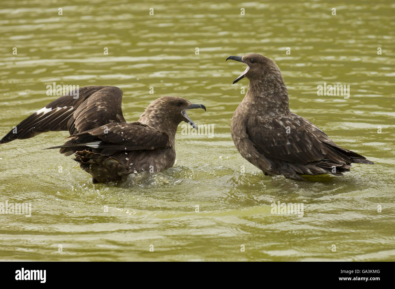 South Polar Skuas (Stercorarius maccormicki), Telephone Bay, Deception ...