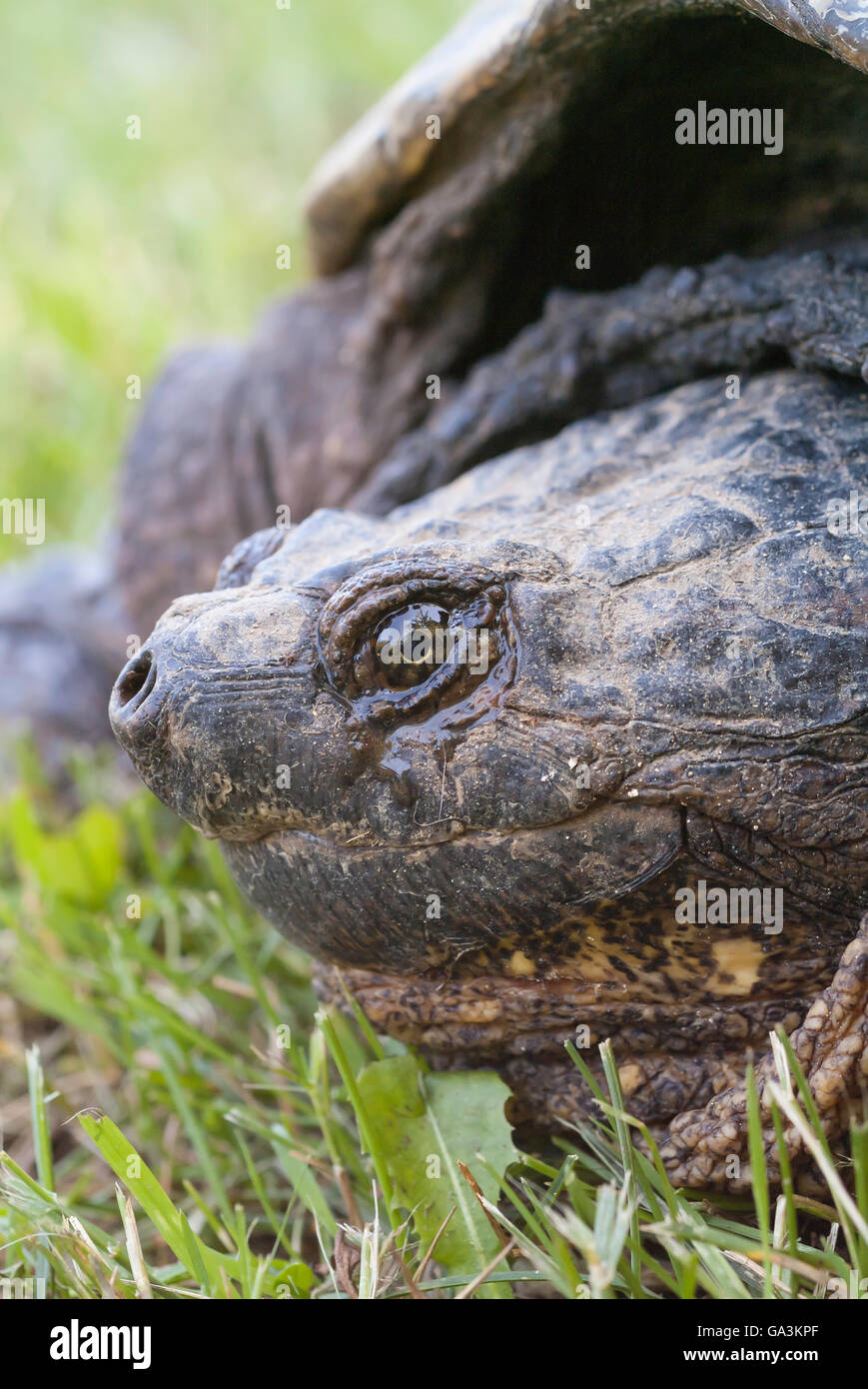 Common snapping turtle, Chelydra serpentina, freshwater turtle native ...