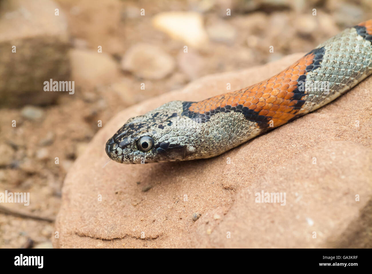 Grey-banded kingsnake, Lampropeltis alterna, Blairs colour phase ...