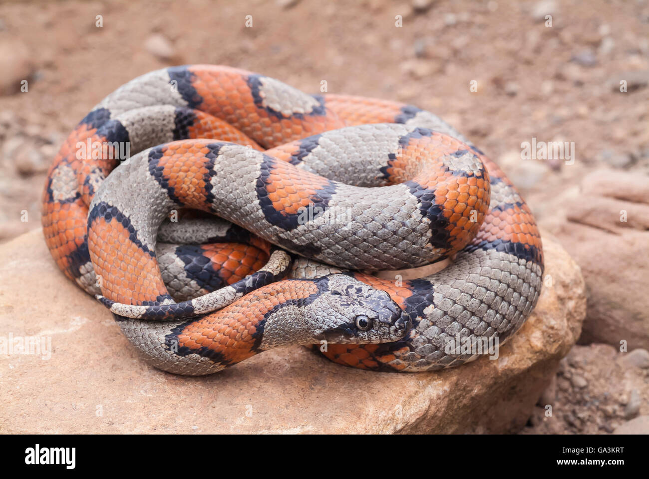 Grey-banded kingsnake, Lampropeltis alterna, Blairs colour phase ...