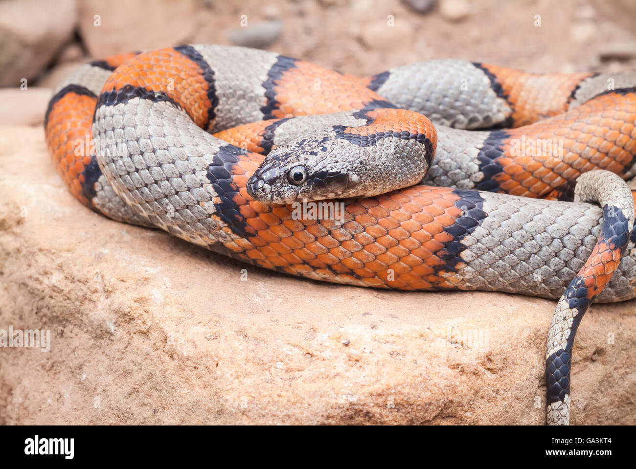Kingsnake texas hi-res stock photography and images - Alamy
