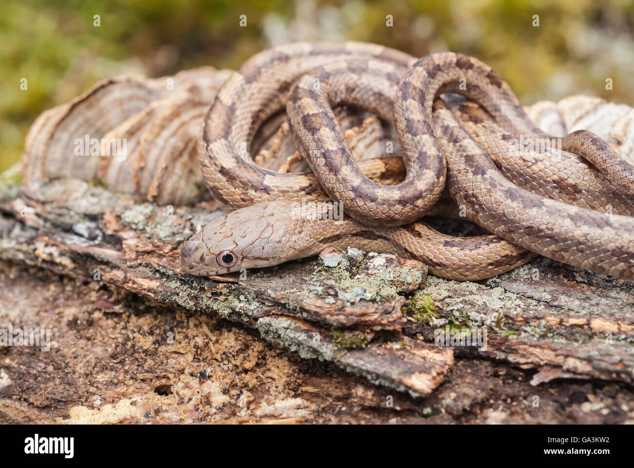 Juvenile rat snake hi-res stock photography and images - Alamy