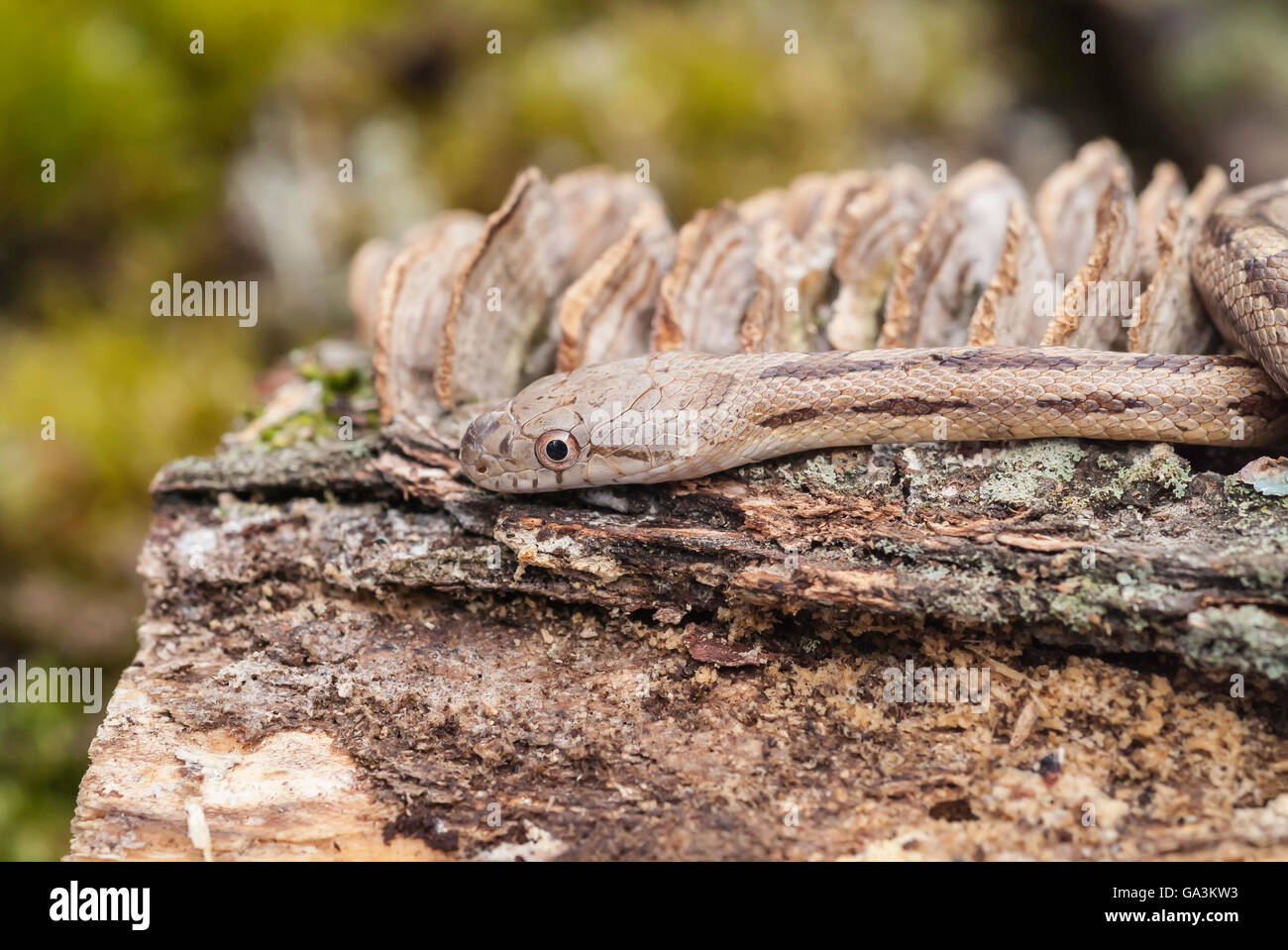 Juvenile rat snake hi-res stock photography and images - Alamy