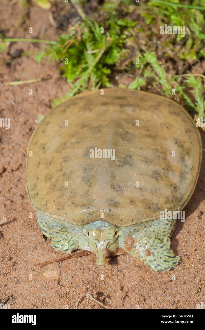 Apalone spinifera hi-res stock photography and images - Alamy