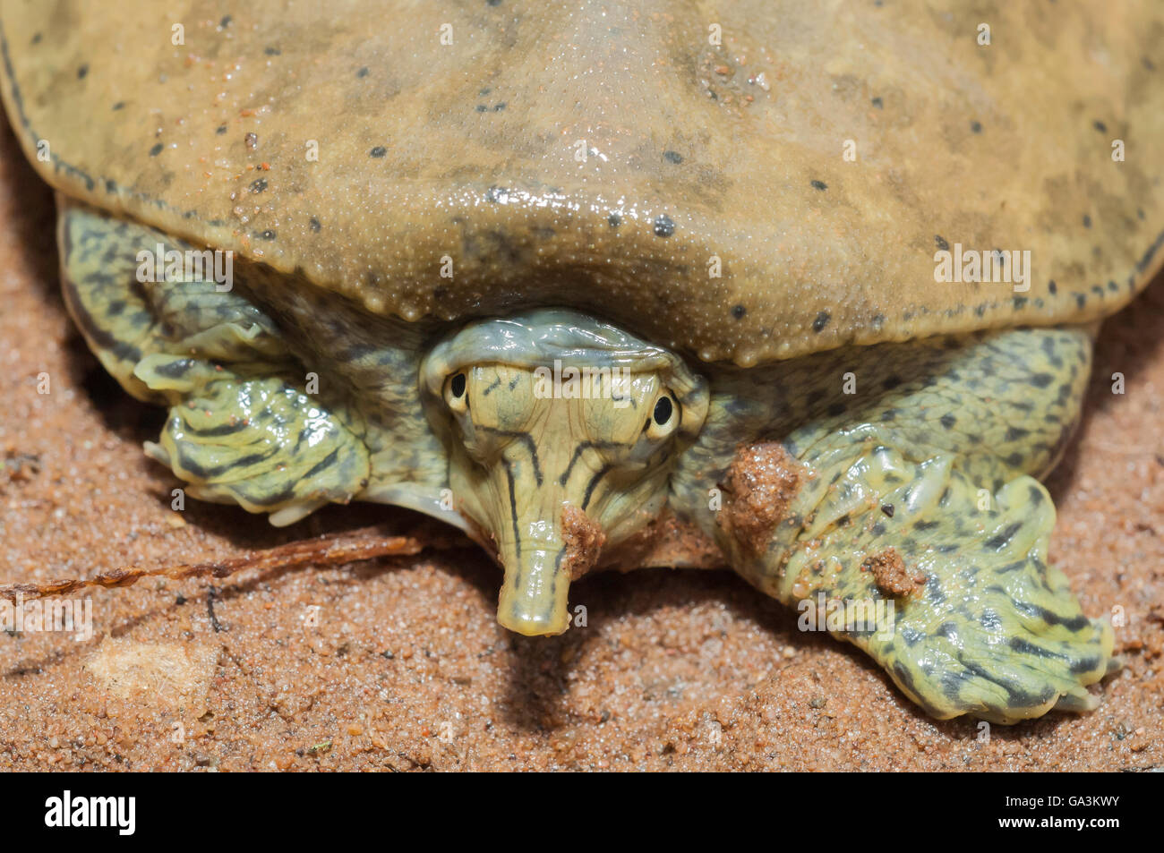 Spiny softshell turtle hi-res stock photography and images - Alamy