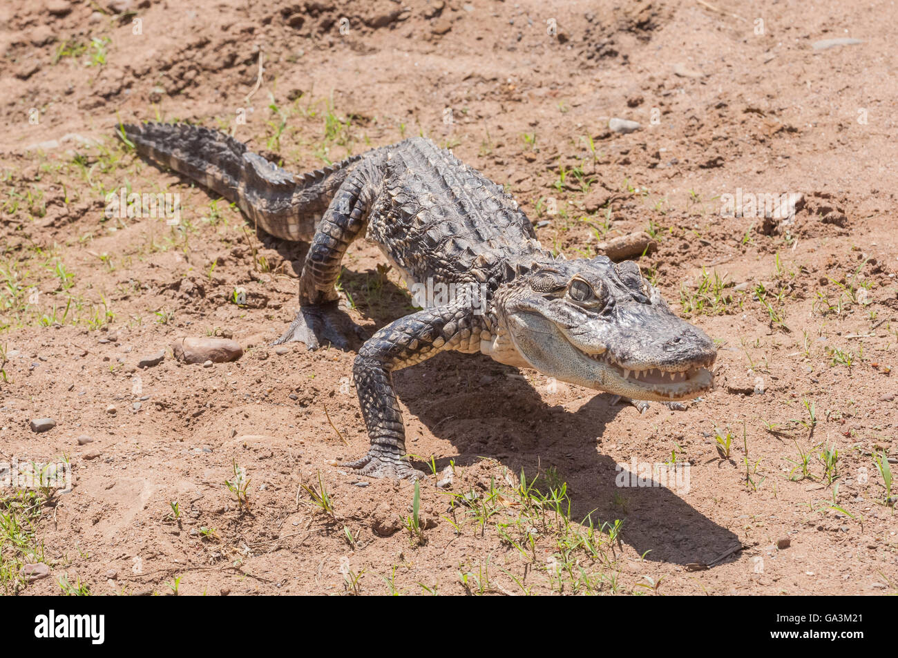 American alligator, Alligator mississippiensis, native to southeastern ...