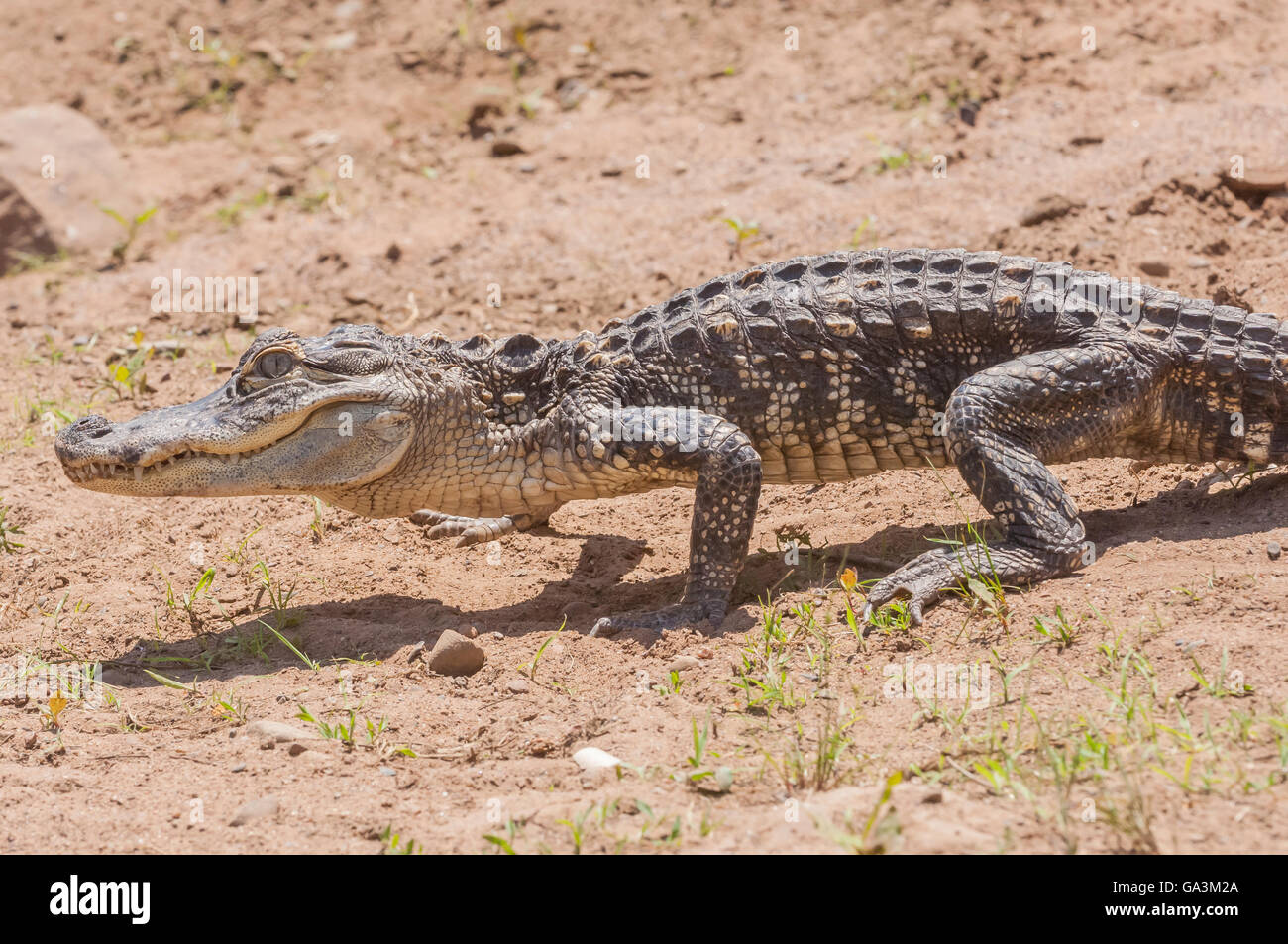 American alligator, Alligator mississippiensis, native to southeastern ...