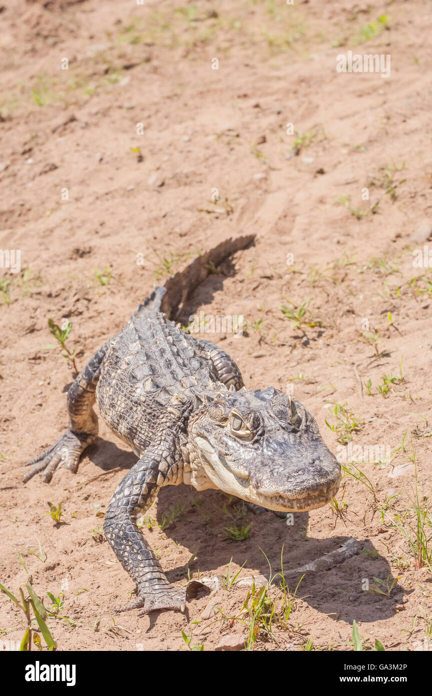 American alligator, Alligator mississippiensis, native to southeastern ...