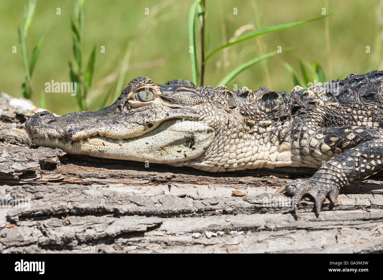 American alligator, Alligator mississippiensis, native to southeastern ...