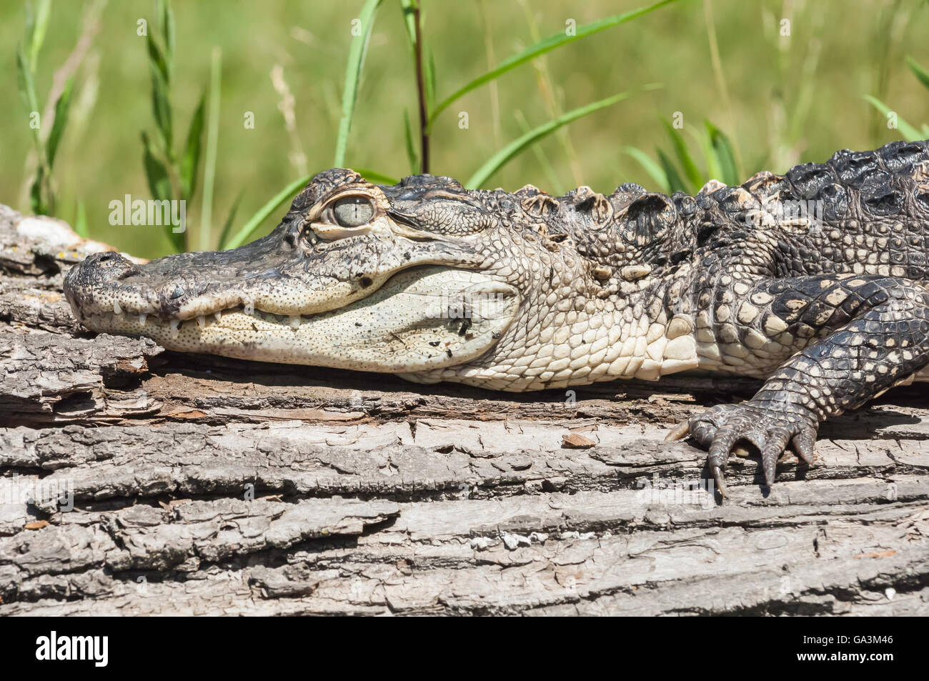 American alligator, Alligator mississippiensis, native to southeastern ...