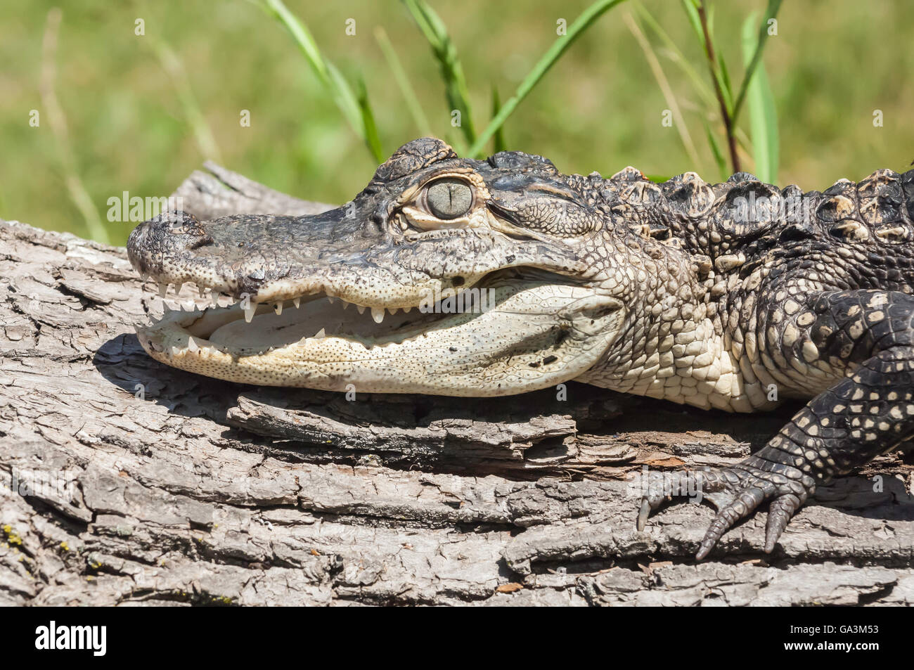 American alligator, Alligator mississippiensis, native to southeastern ...