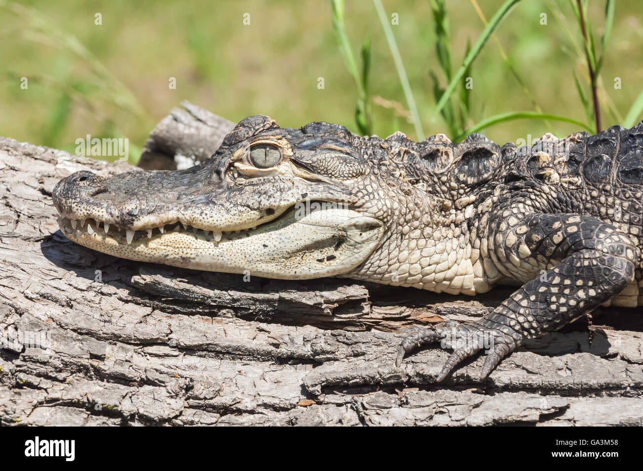 American alligator, Alligator mississippiensis, native to southeastern ...