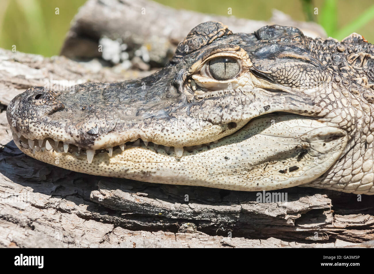 American alligator, Alligator mississippiensis, native to southeastern ...