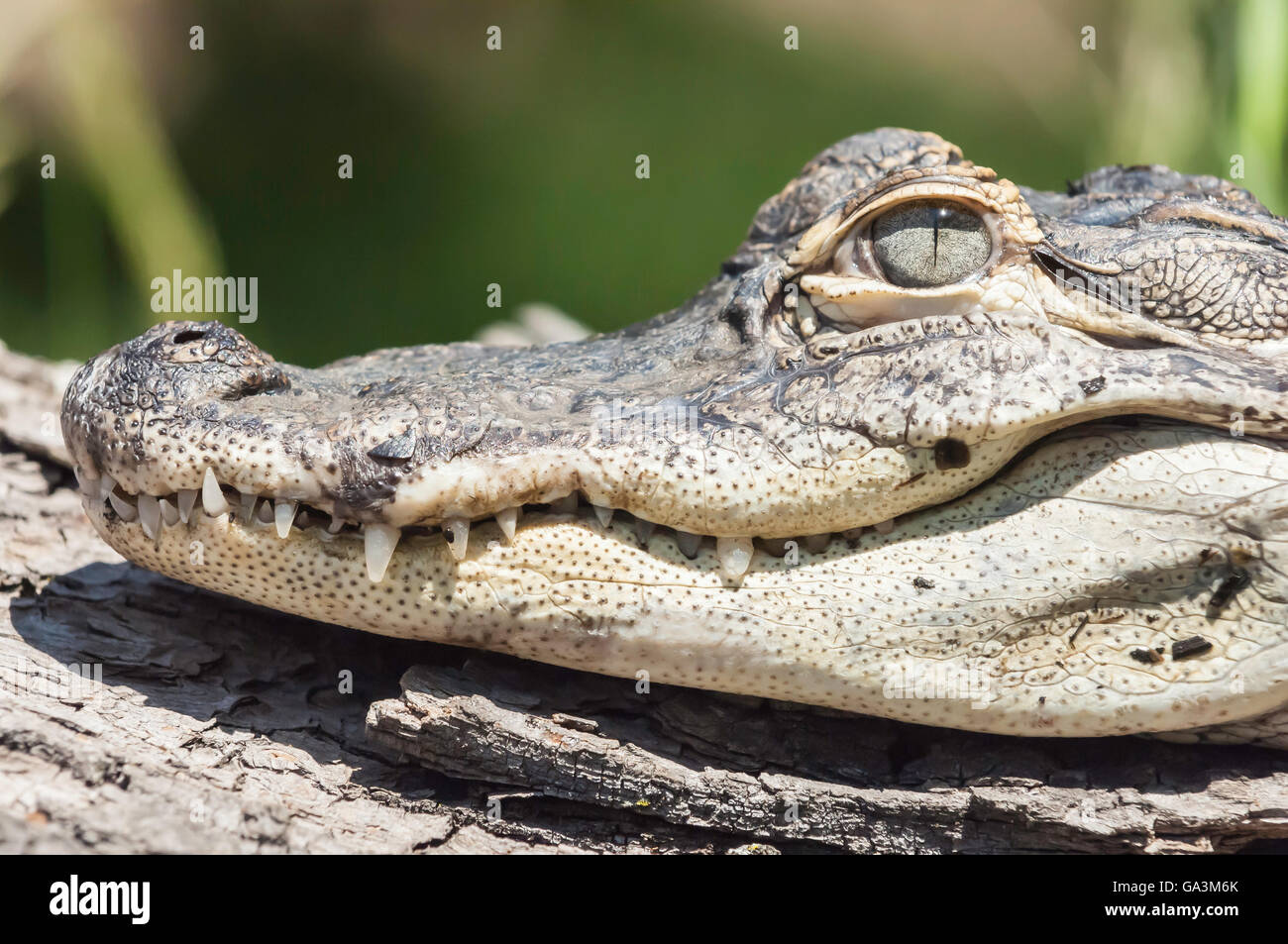 American alligator, Alligator mississippiensis, native to southeastern ...