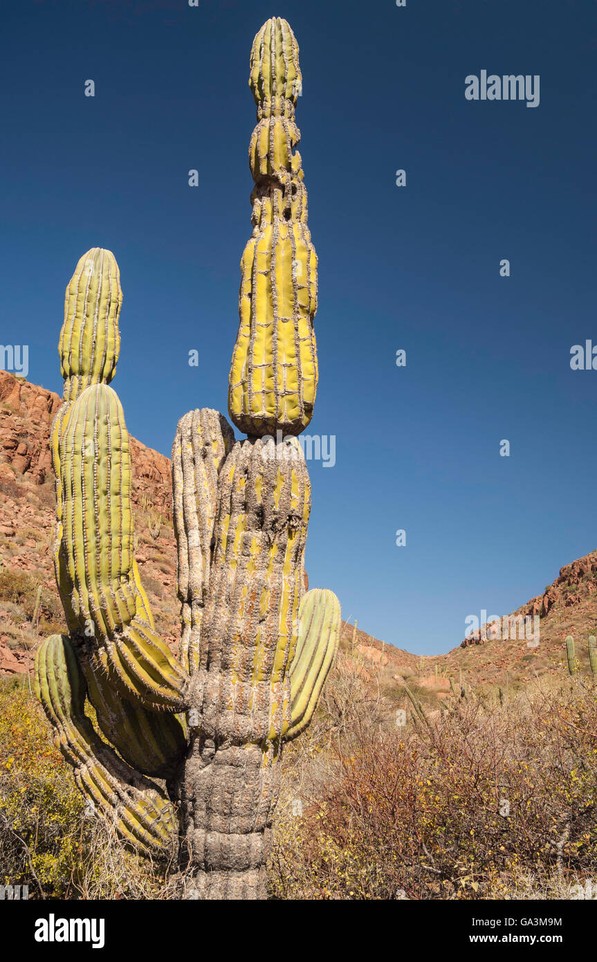 Cardon cactus, Pachycereus pringlei, Isla Espiritu Santo, Baja ...