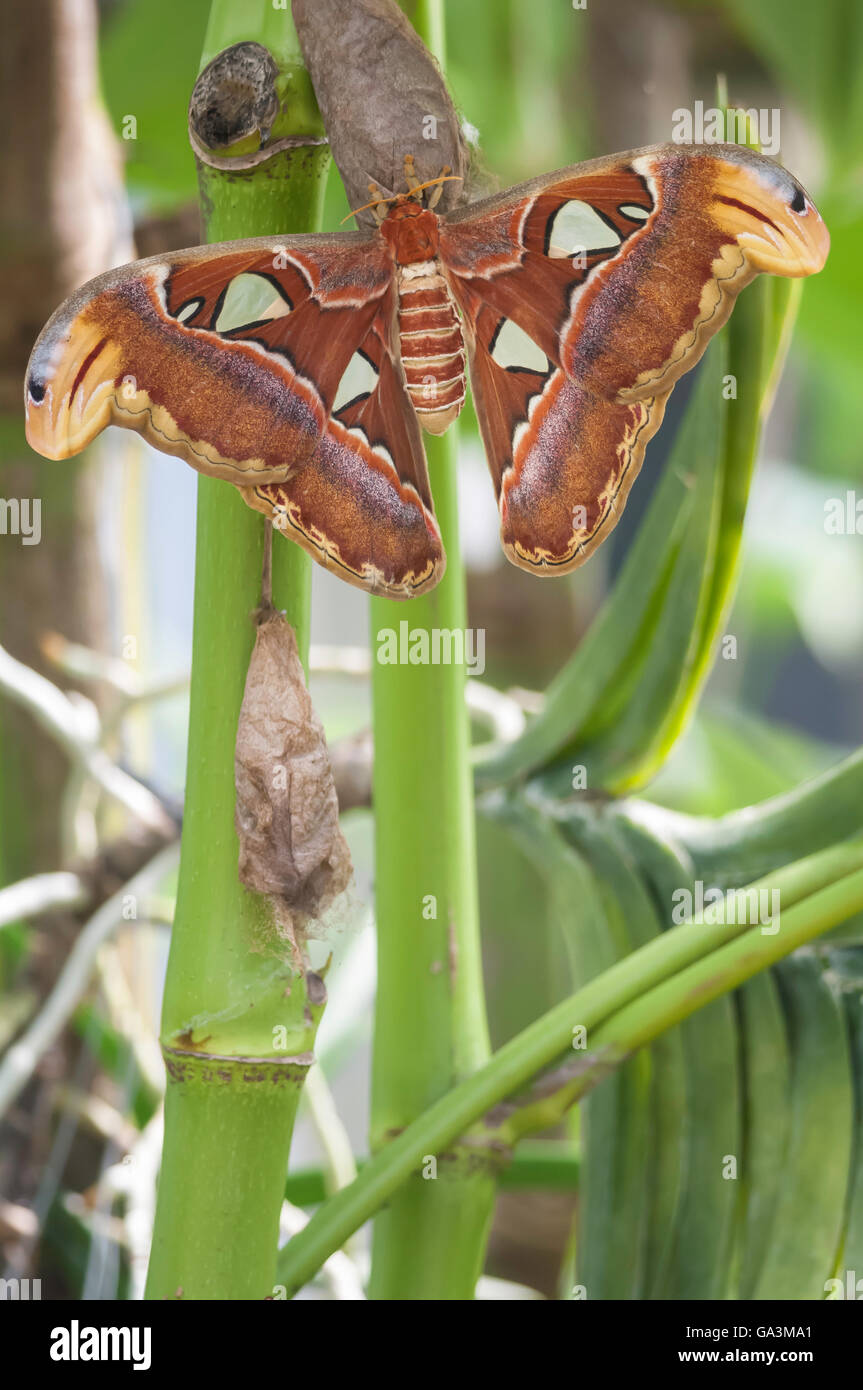 Atlas moth, Attacus atlas, native to tropical and subtropical forests ...